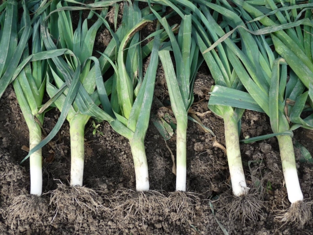 Bijzonder Brabants | Vergeten groente, (h)eerlijk in Brabant